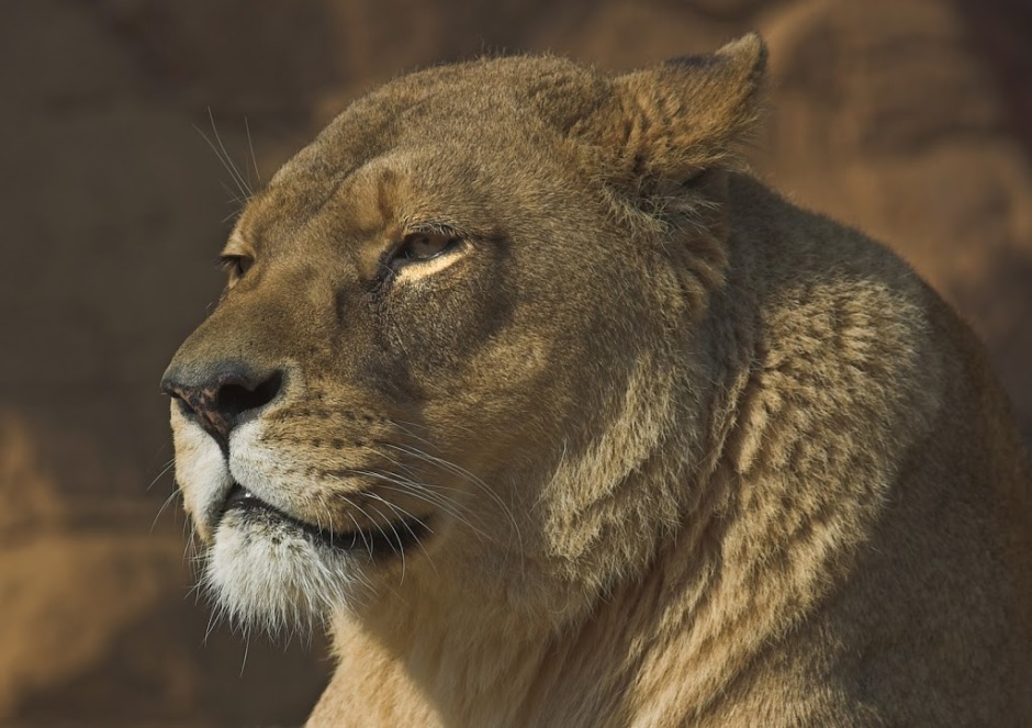 The Lion’s Roar - Tara Brach