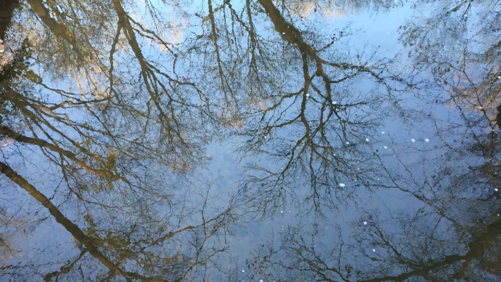 Meditation: Awake & Open Awareness (23:32 min) - Tara Brach