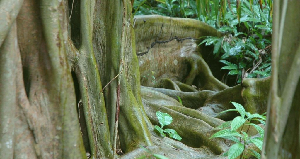 Embodied Presence (Part 1) - Planting Our Roots in the Universe - Tara ...