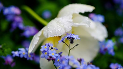 Blog: The RAIN of Self-Compassion - Tara Brach