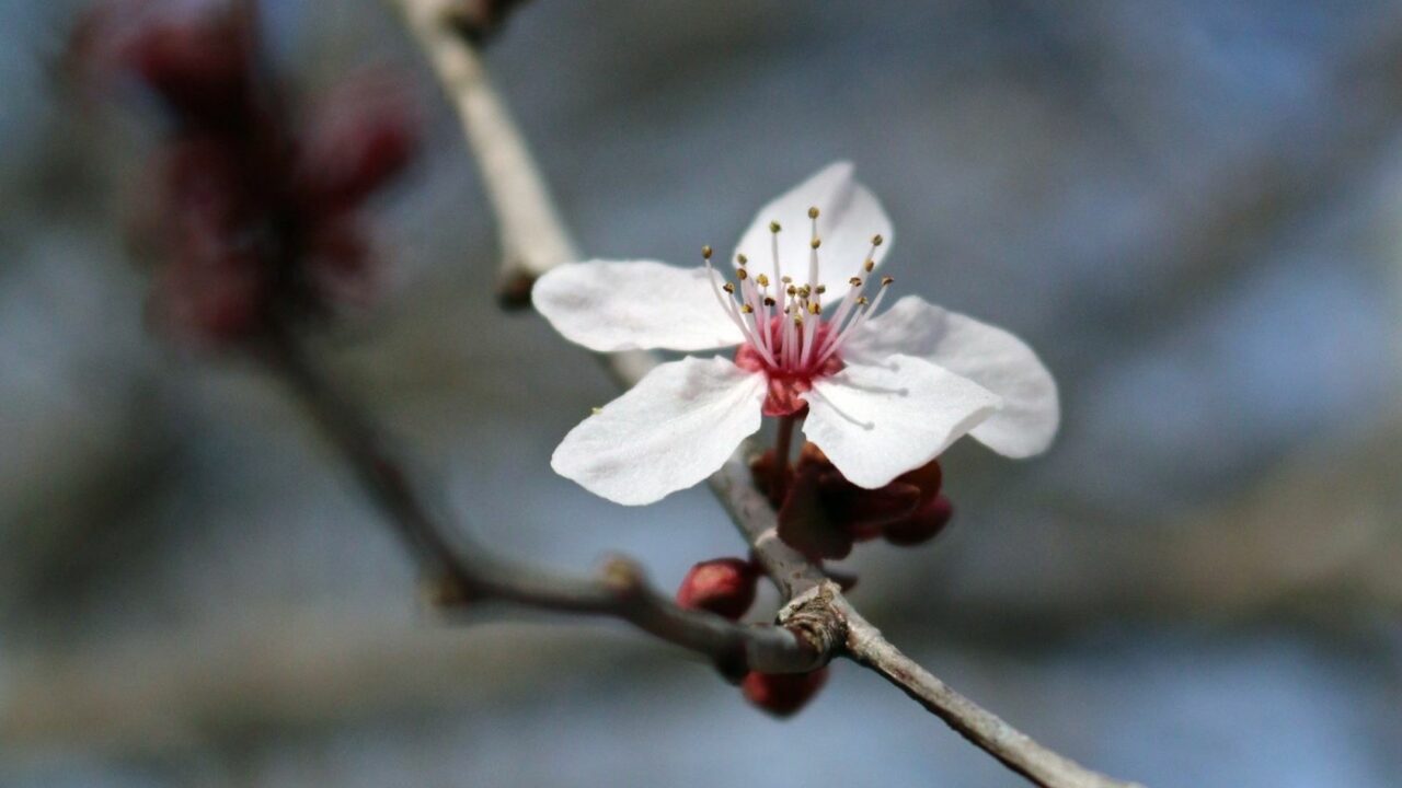 The Power of Deep Listening - Part 2 - Tara Brach