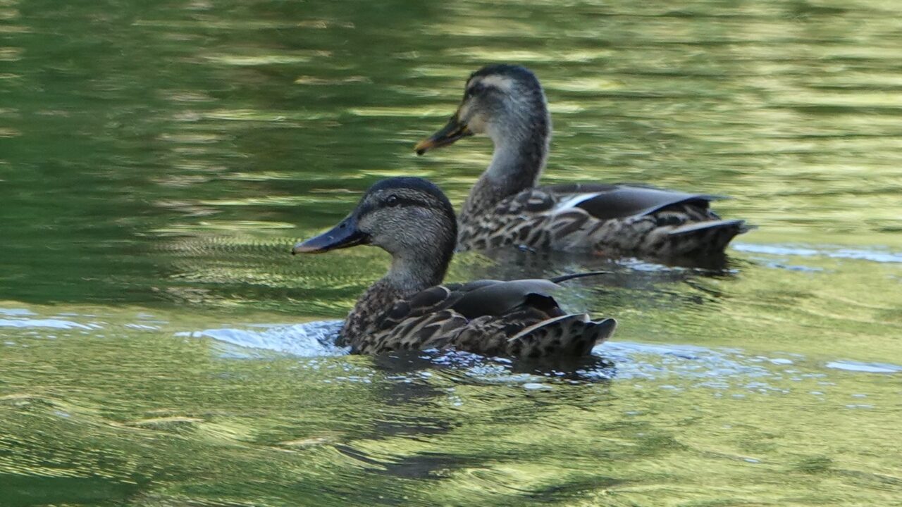 Meditation: Awake and Alive (18:04 min.) - Tara Brach