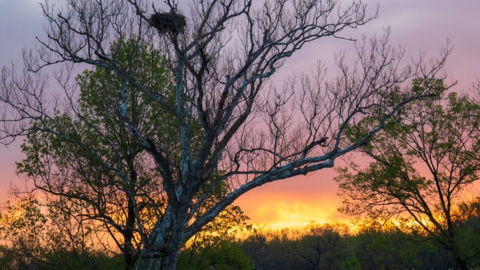 Facing Fear (Part 2) – Awakening Your Fearless Heart - Tara Brach