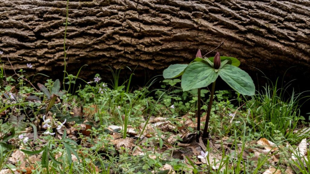 Meditation: Living Presence with Body Scan (21:07 min.) - Tara Brach