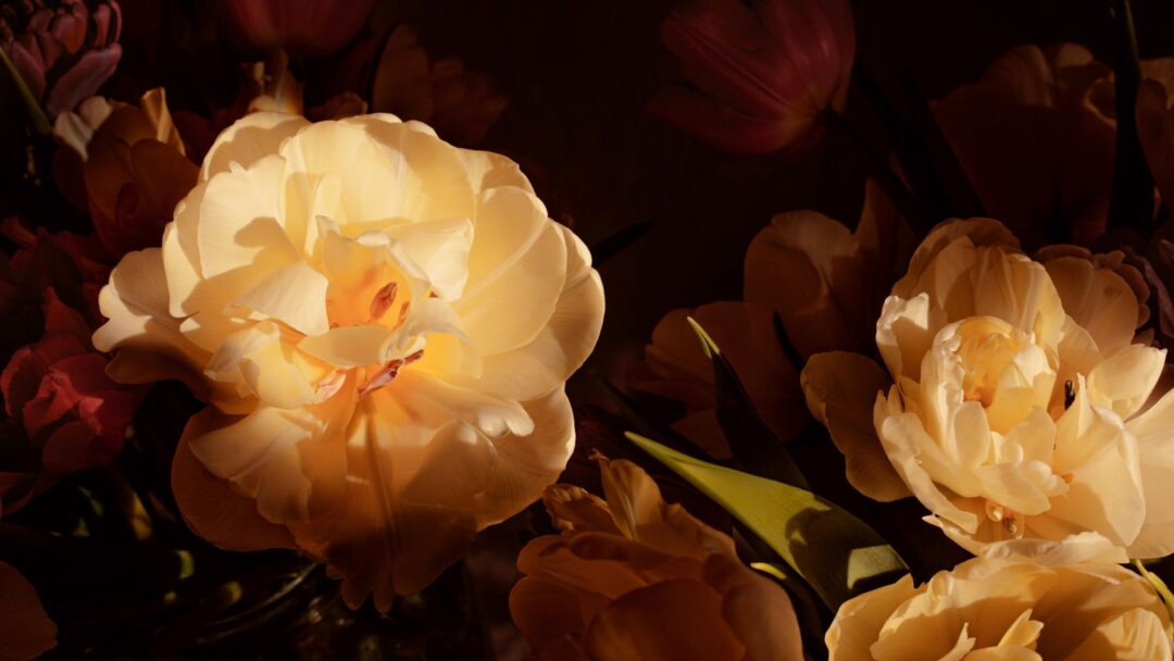 How Hope Can Heal and Free Us – Part 2 - Tara Brach